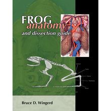 Frog Anatomy and Dissection Guide | Carolina Biological Supply