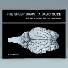 The Sheep Brain: A Basic Guide | Carolina Biological Supply