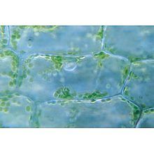 An Introduction to the Living Cell, DVD | Carolina Biological Supply