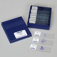Slide Set, Plant and Animal Cells | Carolina Biological Supply