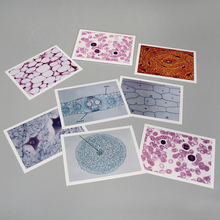 Photo Card Set, Cell Specialization, Pack of 2 | Carolina.com