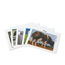 Card Sets, Cattle, Pack of 2 | Carolina Biological Supply