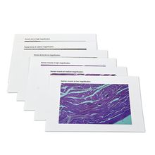 Card Sets, Human Muscle, Skin, and Bone, Pack of 16 | Carolina ...