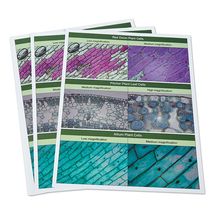 Card, Plant Cell Images, Pack of 16 | Carolina Biological Supply