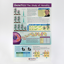 Genetics of Heredity Poster | Carolina Biological Supply
