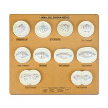 Eisco® Animal Cell Mitosis Model Set | Carolina Biological Supply