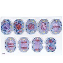3B® Animal Cell Mitosis Model Set | Carolina Biological Supply