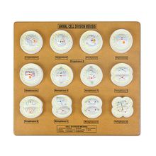 Eisco® Animal Cell Meiosis Model Set | Carolina Biological Supply
