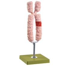 Somso Chromosome Model | Carolina Biological Supply