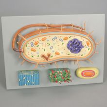 Altay® Bacterium Model Set | Carolina Biological Supply