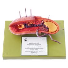 Somso® Reconstruction of a (Gram-Positive) Bacterial Cell Model ...