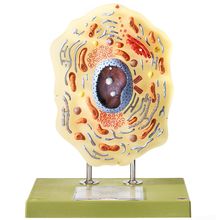 Somso Animal Cell Model, Large Size | Carolina Biological Supply
