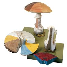 Somso® Structure of Hat Fungi Model | Carolina Biological Supply