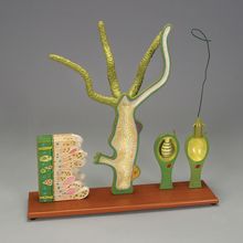 Altay Hydra Model | Carolina Biological Supply