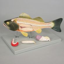 Altay Fish Dissection Model | Carolina Biological Supply