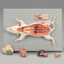 Altay Male and Female Rat | Carolina Biological Supply