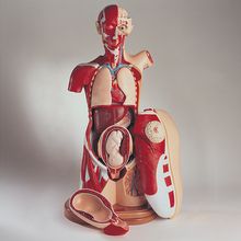 Denoyer-Geppert Human Male, Female, and Sexless Multi-Torso Model ...