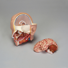 3B® Human Male and Female Torso Model, 24 Parts | Carolina Biological ...