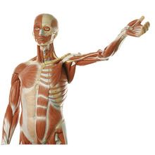 Somso® Human Male Muscular Model, Removable Arms | Carolina Biological ...