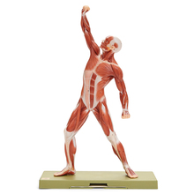 Somso® Human Muscular Male Model | Carolina Biological Supply