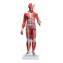 3B® Human Muscular Male and Female Model | Carolina Biological Supply