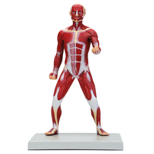 Altay Miniature Human Muscular Figure | Carolina Biological Supply