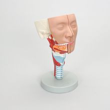 Altay Head Section with Larynx Model | Carolina Biological Supply