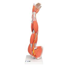 3B® Human Left Arm Model | Carolina Biological Supply