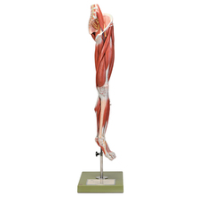 Somso Human Leg and Portion of Pelvis Model | Carolina Biological Supply