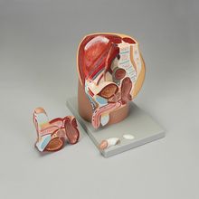 Altay Human Male Half Pelvis Model | Carolina Biological Supply