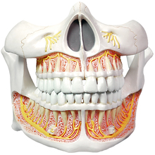 Altay® Human Permanent Teeth Model | Carolina.com