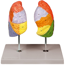 Altay® Human Segmented Lungs Model | Carolina Biological Supply
