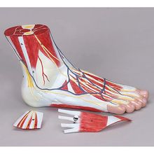 Altay® Human Foot and Ankle Model | Carolina Biological Supply
