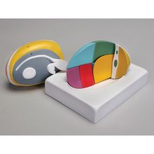 Altay® Human Thalamus Model | Carolina Biological Supply