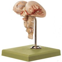 Somso Human Brain Stem Model | Carolina Biological Supply