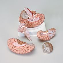 Altay® Human Brain with Arteries Model | Carolina Biological Supply
