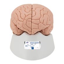3B® Human Brain Model | Carolina Biological Supply