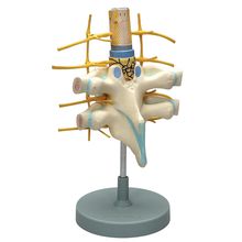 Altay Human Vertebrae Spinal Cord Dissection Model | Carolina ...