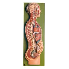 Somso® Human Sympathetic Nervous System Model | Carolina Biological Supply