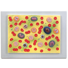 Altay Human Blood Cell Types Model | Carolina Biological Supply
