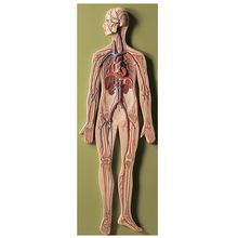 Somso® Human Circulatory System Model | Carolina Biological Supply
