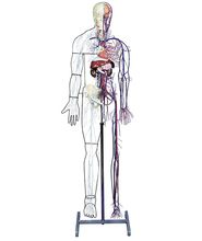 Human Full-Figure Nervous and Circulatory System Model | Carolina ...
