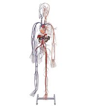 Human Full-Figure Circulatory System Model | Carolina Biological Supply
