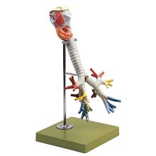 Somso® Human Larynx, Trachea, and Bronchi Model | Carolina Biological ...