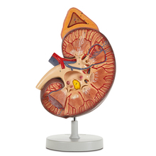 Altay Deluxe Kidney and Adrenal Gland Model | Carolina Biological Supply