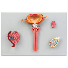 Altay Human Male Reproductive System Model Set | Carolina Biological Supply