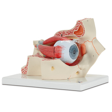 3B® Human Eye in Orbit Model | Carolina Biological Supply