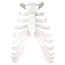 Human Bone Model, Sternum | Carolina Biological Supply