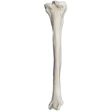 Human Bone Model, Right Tibia | Carolina Biological Supply