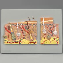 Altay Microstructure of Skin Model | Carolina Biological Supply